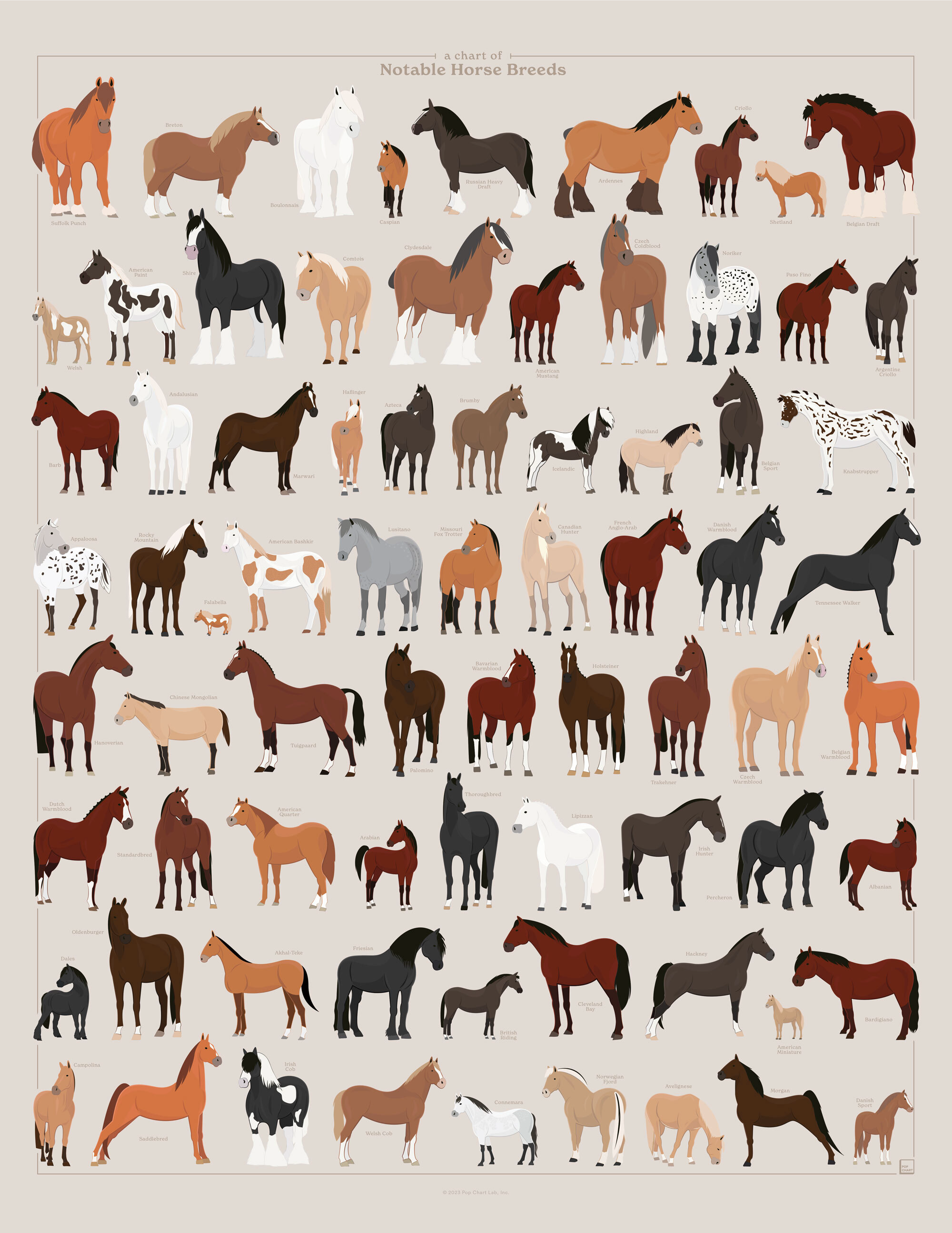 Chart Of Different Horse Breeds A Guide To Horse Breeds | How Many