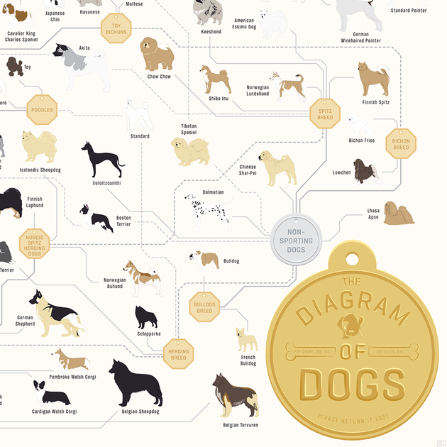 The Horticultural Chart of Houseplants – Pop Chart